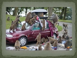 When animals attack | PPSX