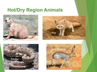 Nature animals and plants | PPTX