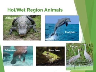 Nature animals and plants | PPTX