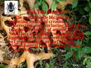 Nature Photography Project Laura And Michelle | PPT