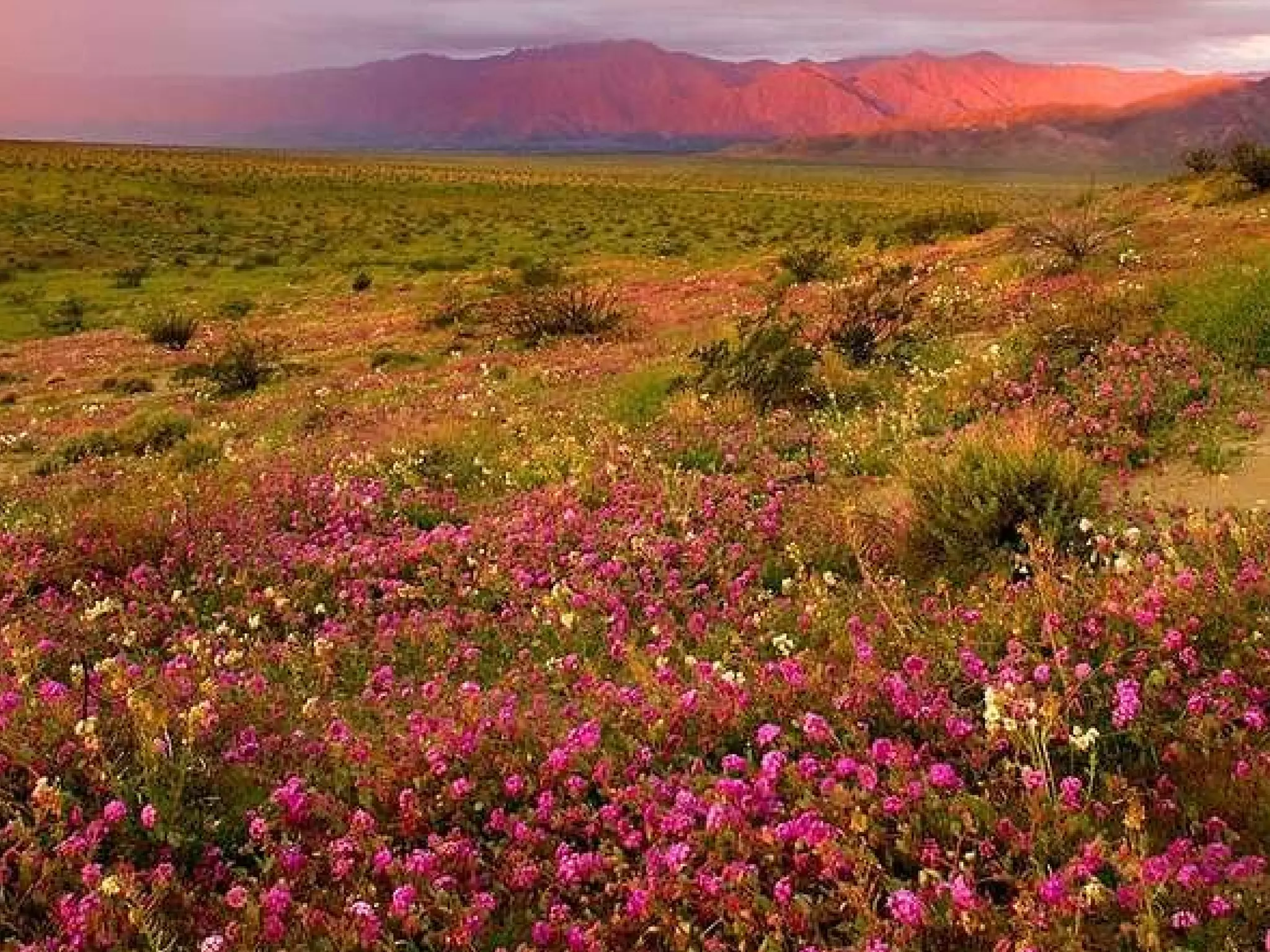 Nature Wallpaper | PPT