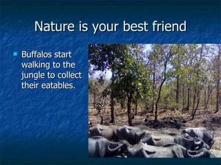 Nature is our best friend | PPT