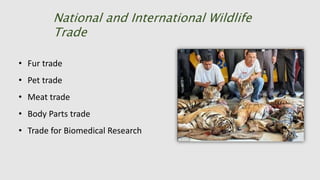 Nature and animal conservation | PPTX