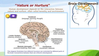 Nature and Theories of Early Childhood Education Development | PPTX