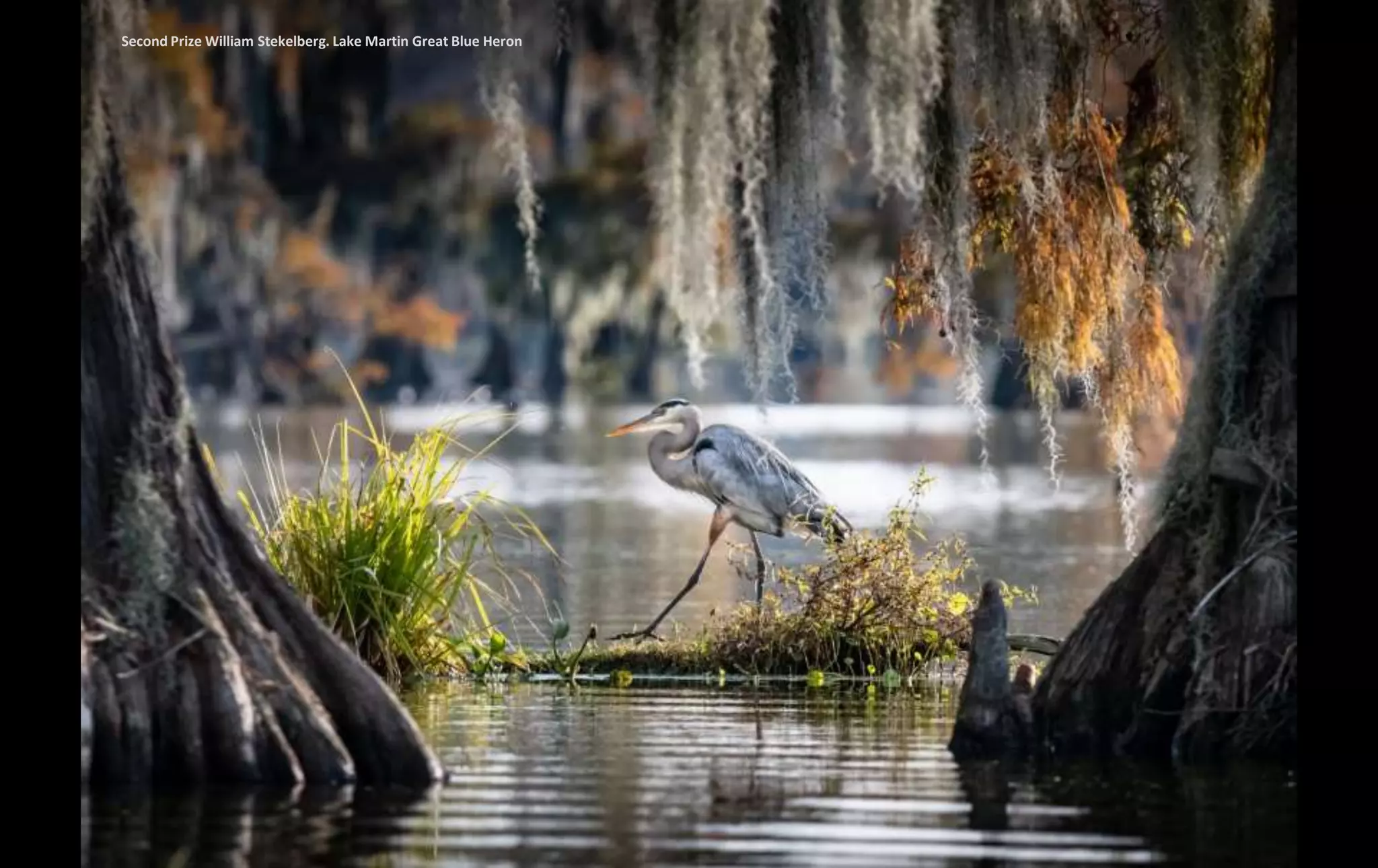 Nature’s Colors Photo Contest Winners | PPT