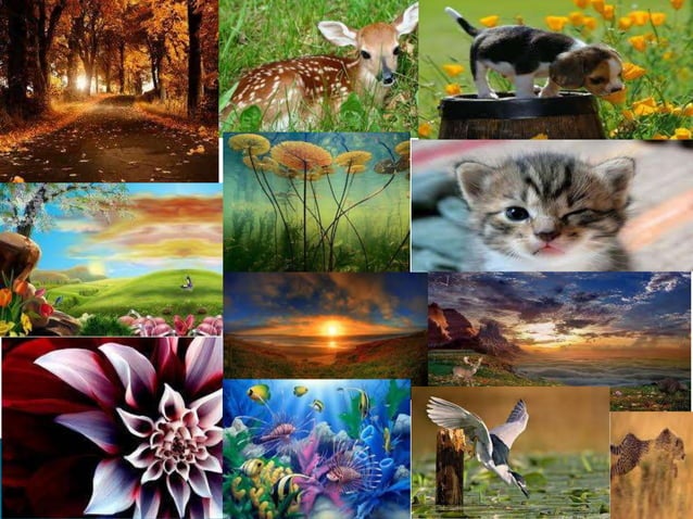 Nature is all around us | PPTX