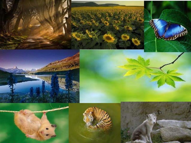 Nature is all around us | PPTX