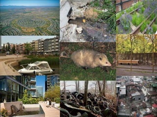 Nature is all around us | PPTX