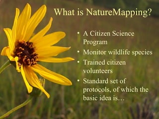 NatureMapping Lrtf Roadkill 07 | PPT