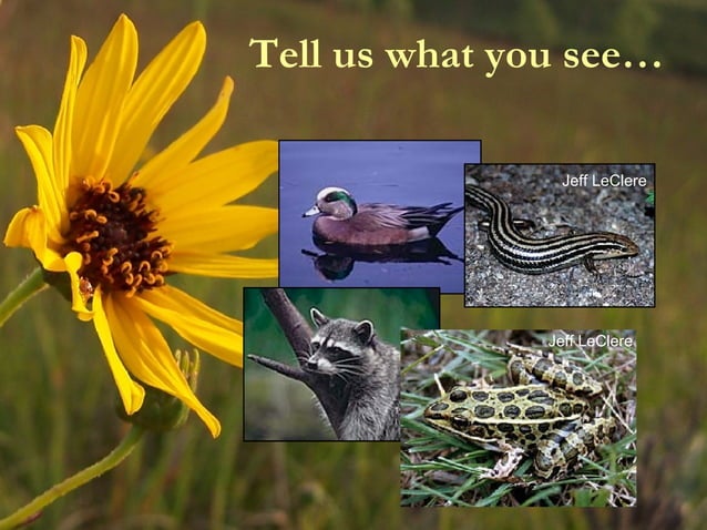 NatureMapping Lrtf Roadkill 07 | PPT