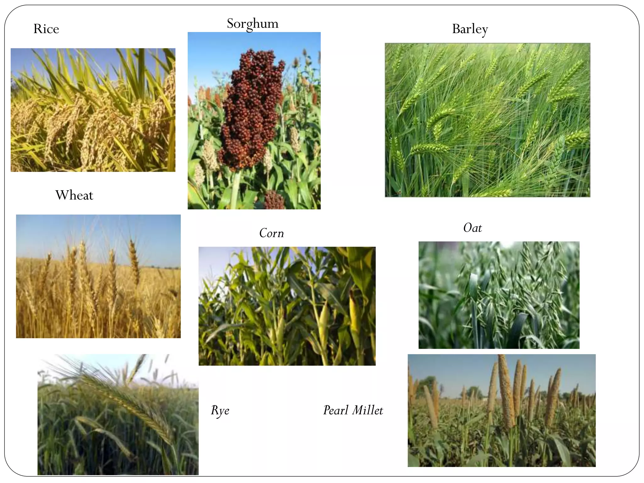 Nature of harvested crop, plant and animal | PDF