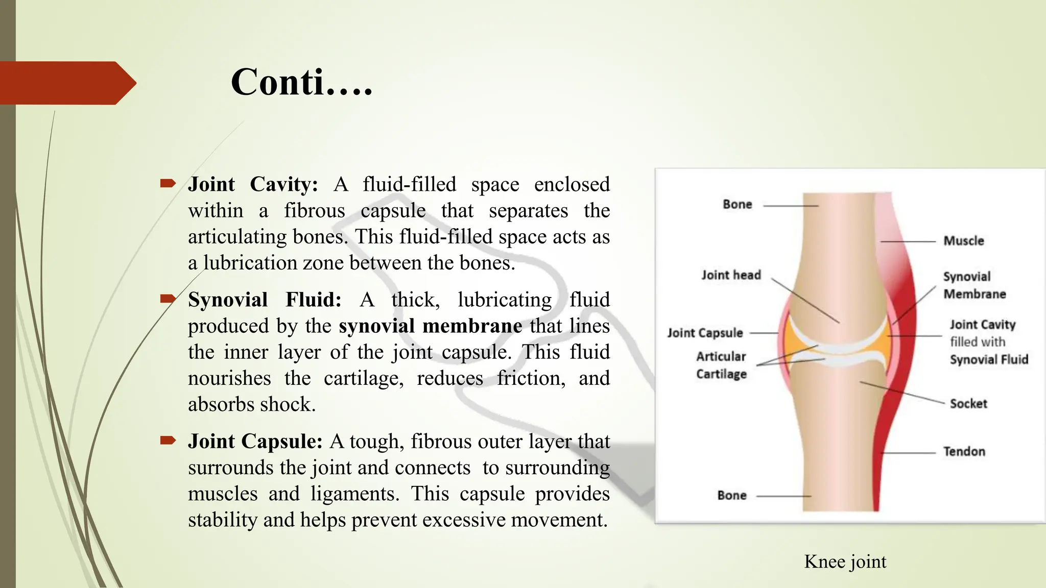 Nature of Joints & Joints Diseases ppt.pptx