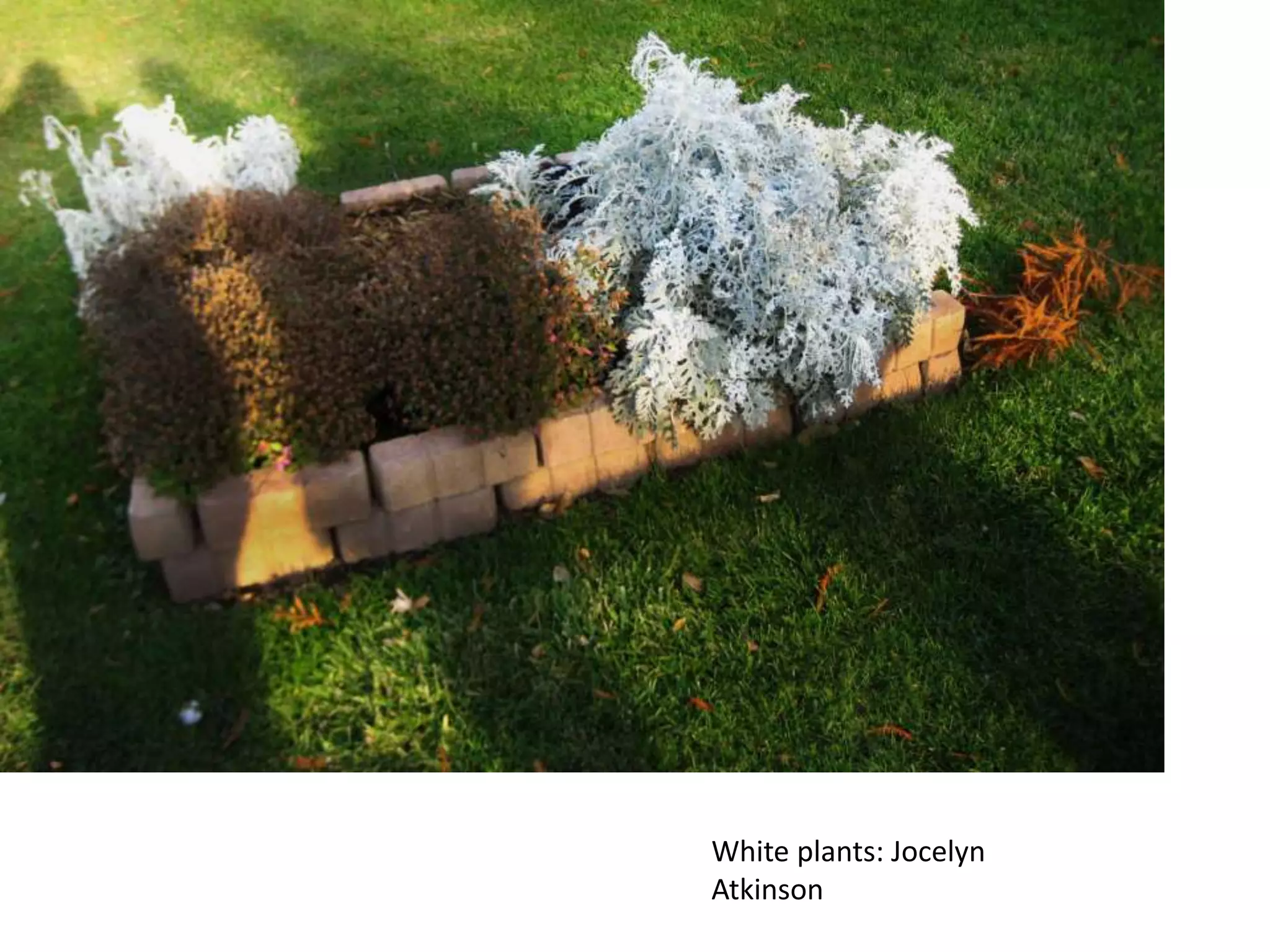 Nature powerpoint | PPTX