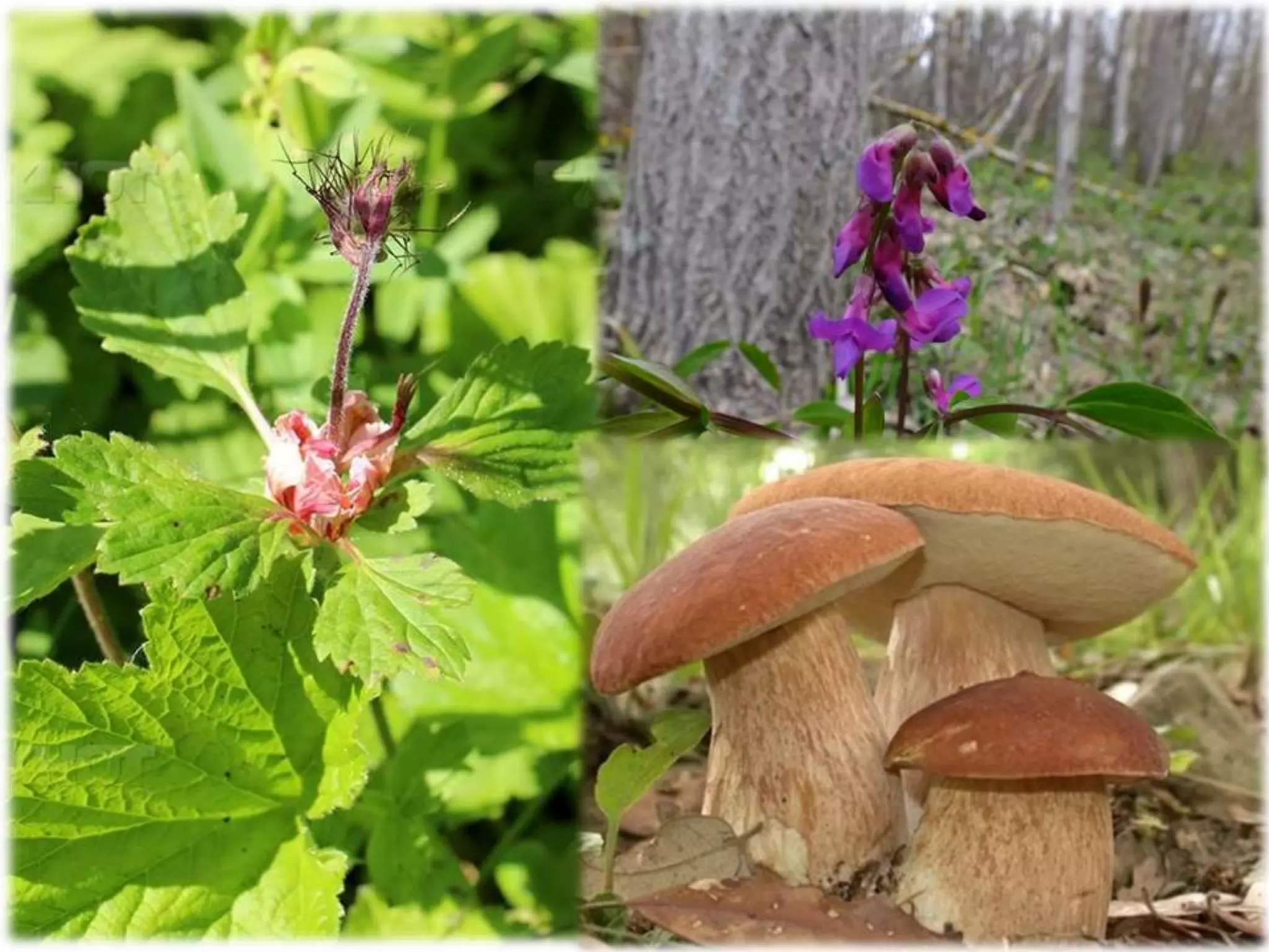 Nature reserves of russia | PPTX