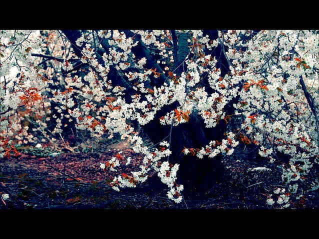 Nature Wallpapers | PPT