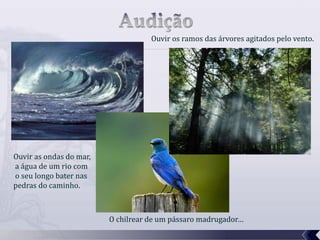 Natureza e os cinco sentidos | PPT