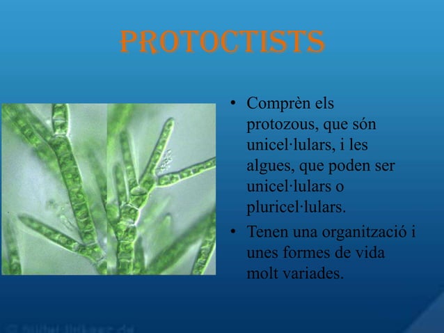 Natus 5 regnes | PPTX