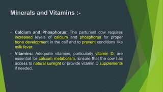 Animal Nutrition parturation of cows Dairy | PPTX