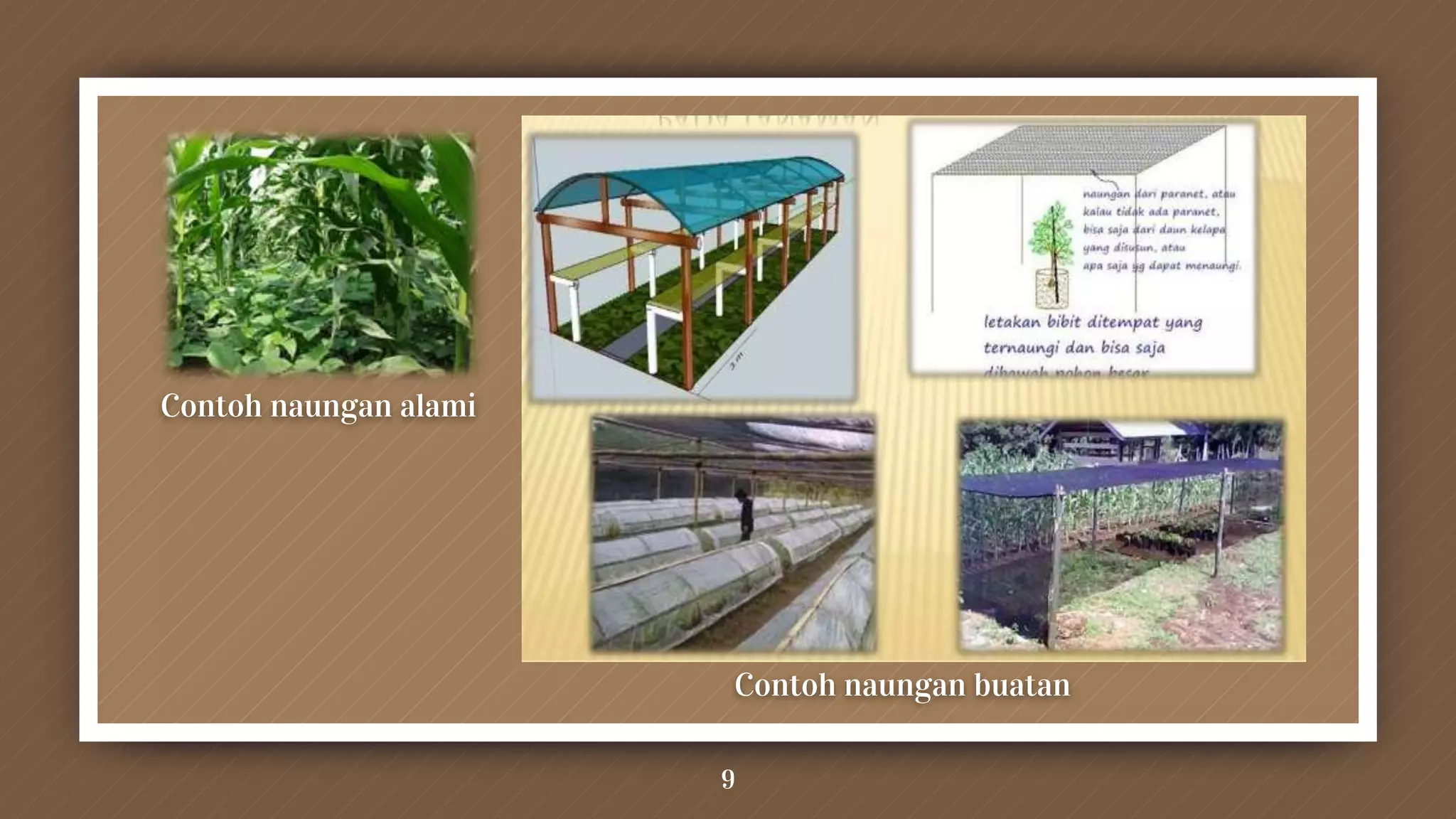Peranan Naungan Terhadap Pertumbuhan dan Produksi Tanaman | PPTX