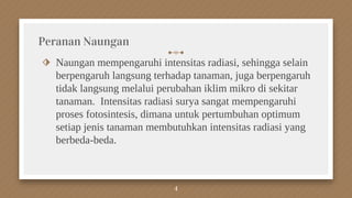 Peranan Naungan Terhadap Pertumbuhan dan Produksi Tanaman | PPTX