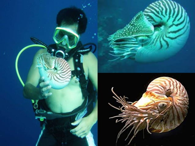 Nautilus, DNA, and snowflakes | PPTX