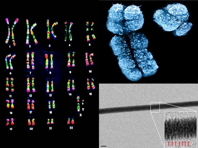 Nautilus, DNA, and snowflakes | PPTX