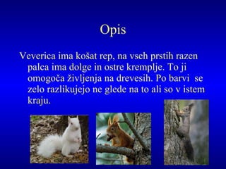 Navadna Veverica | PPT