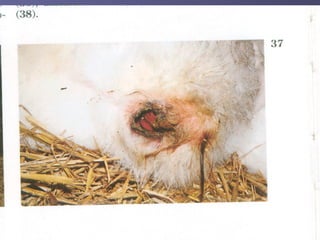 Naval ill Bacterial Infection of the umbilicus and its associated ...