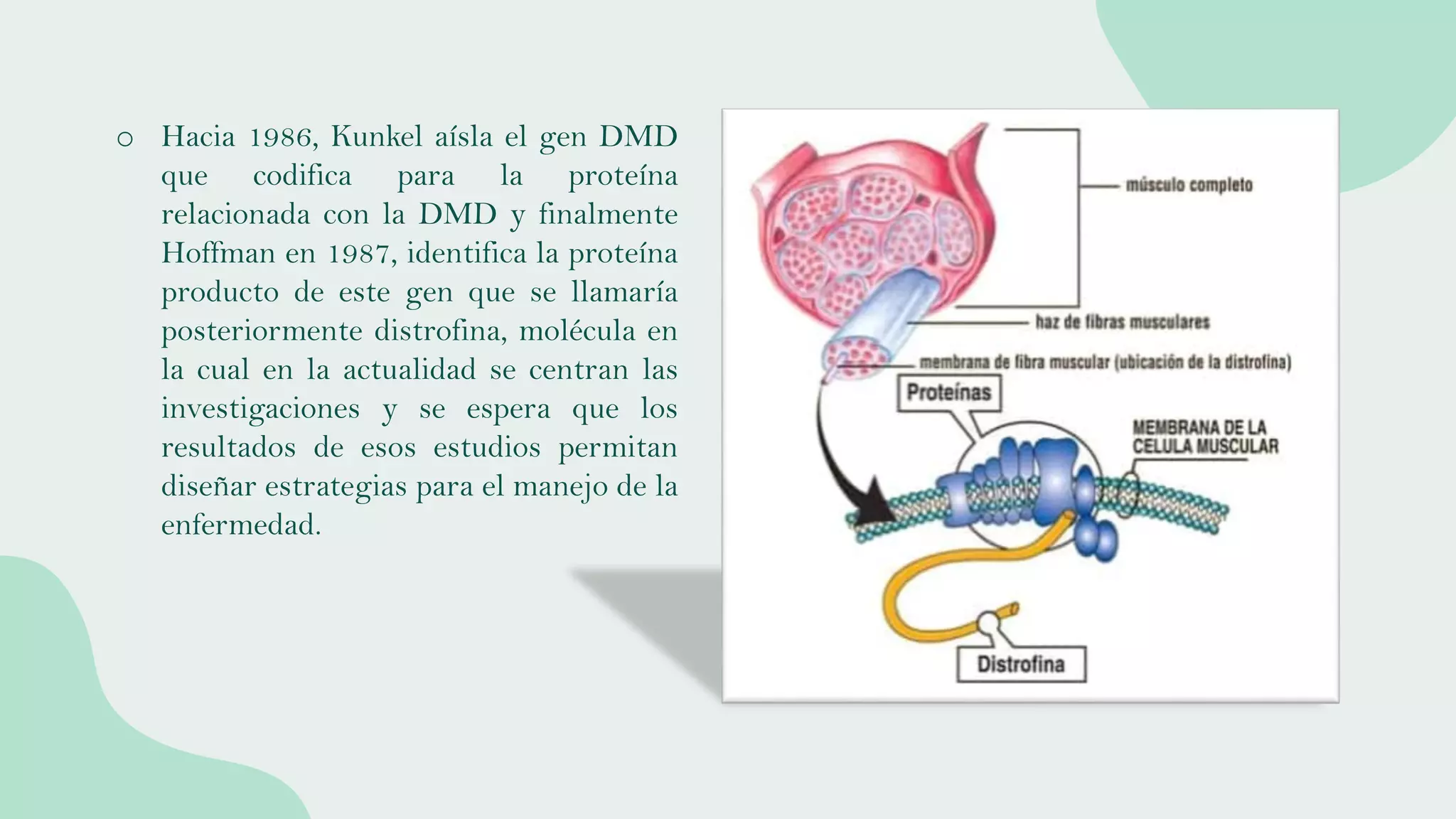 Distrofia muscular de Duchenne | PPT