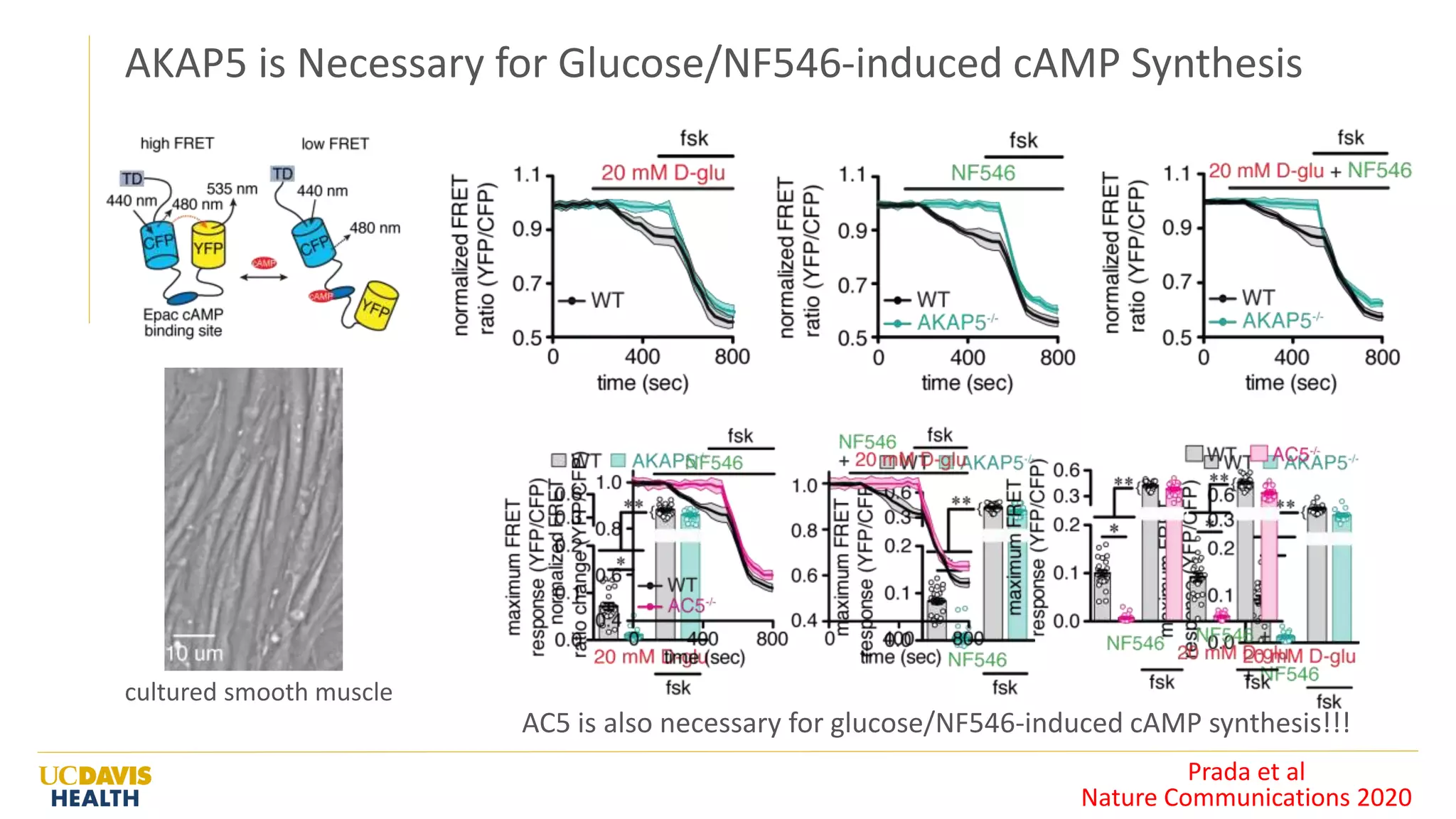 Sugar Rush: How Diabetes Leads to Vascular Disease | PPT