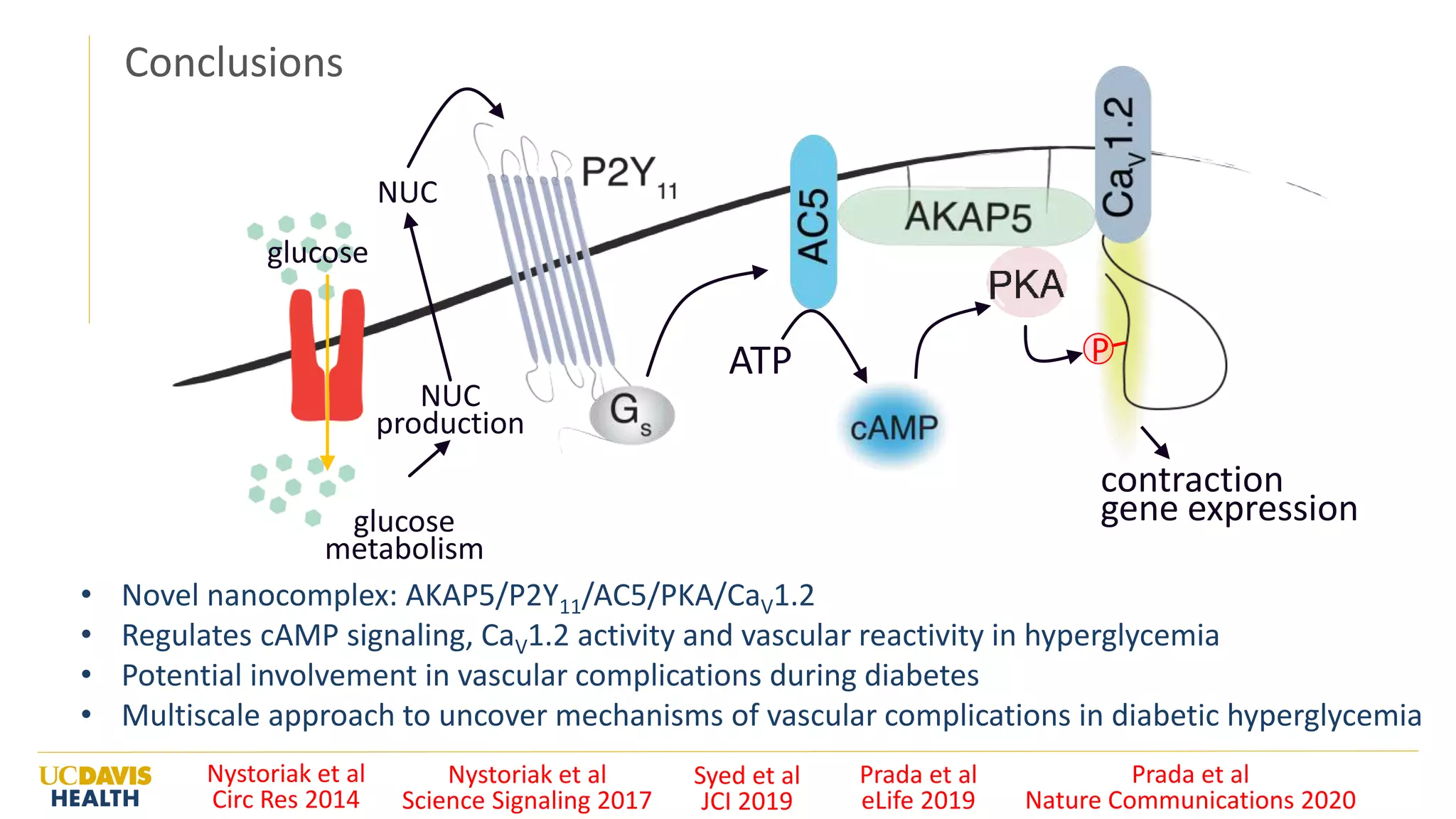 Sugar Rush: How Diabetes Leads to Vascular Disease | PPT