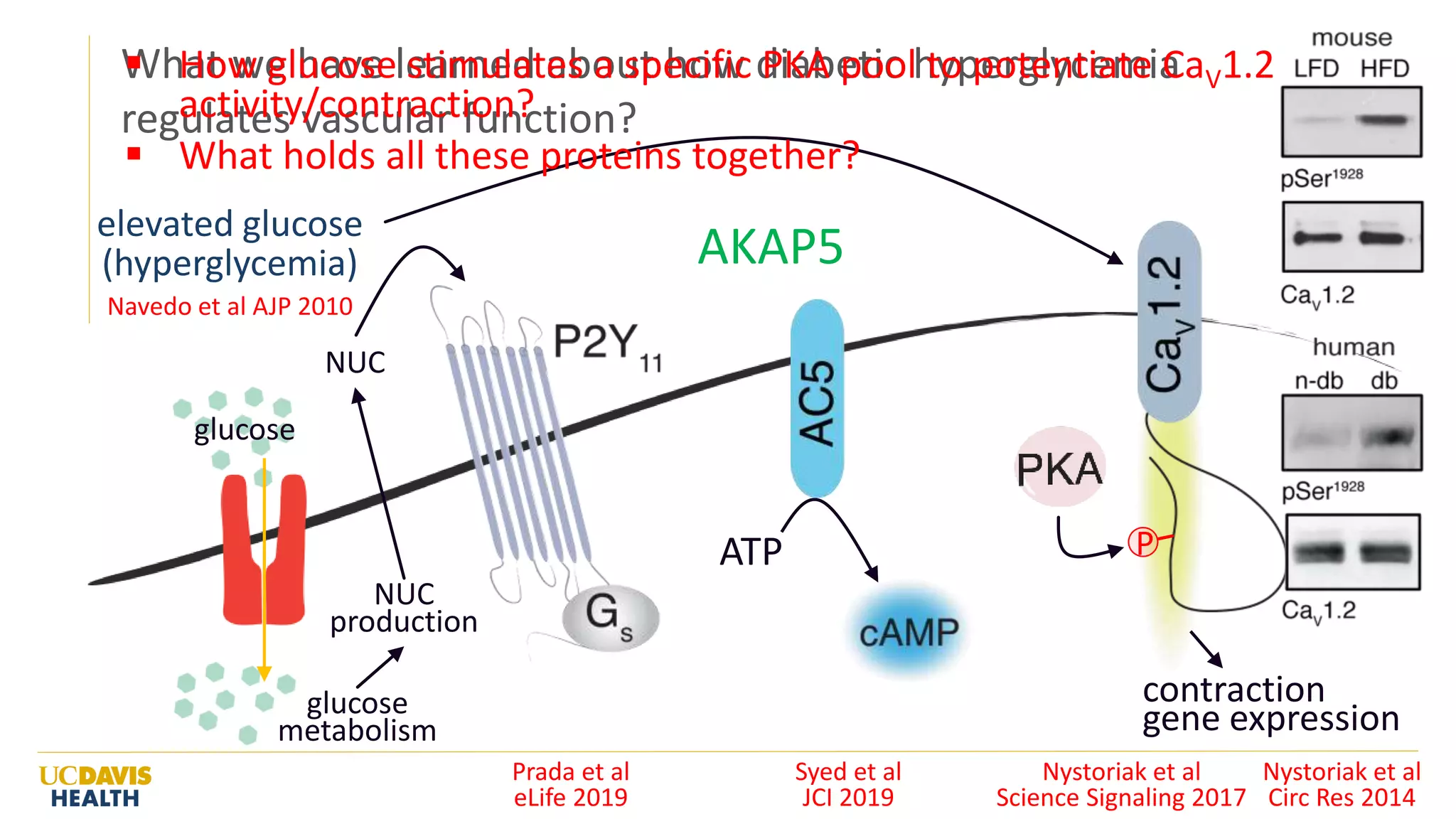 Sugar Rush: How Diabetes Leads to Vascular Disease | PPT