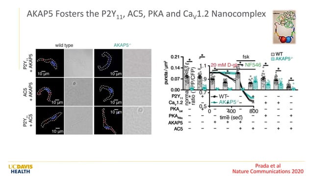 Sugar Rush: How Diabetes Leads to Vascular Disease | PPT