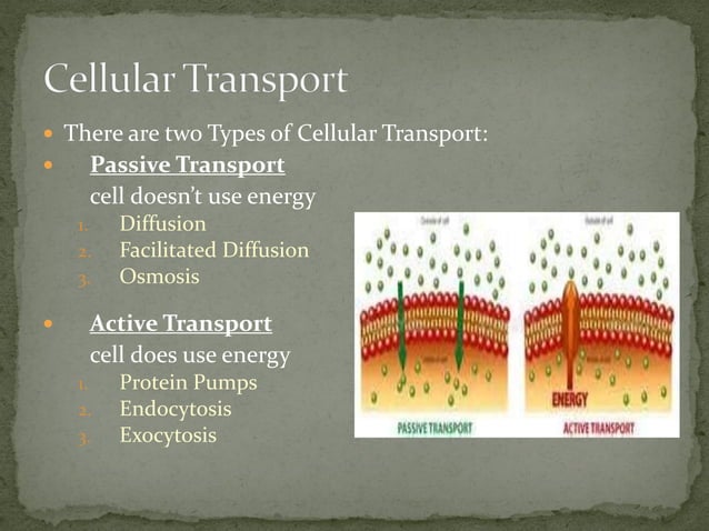 Cellular Transport (Active and Passive transports | PDF