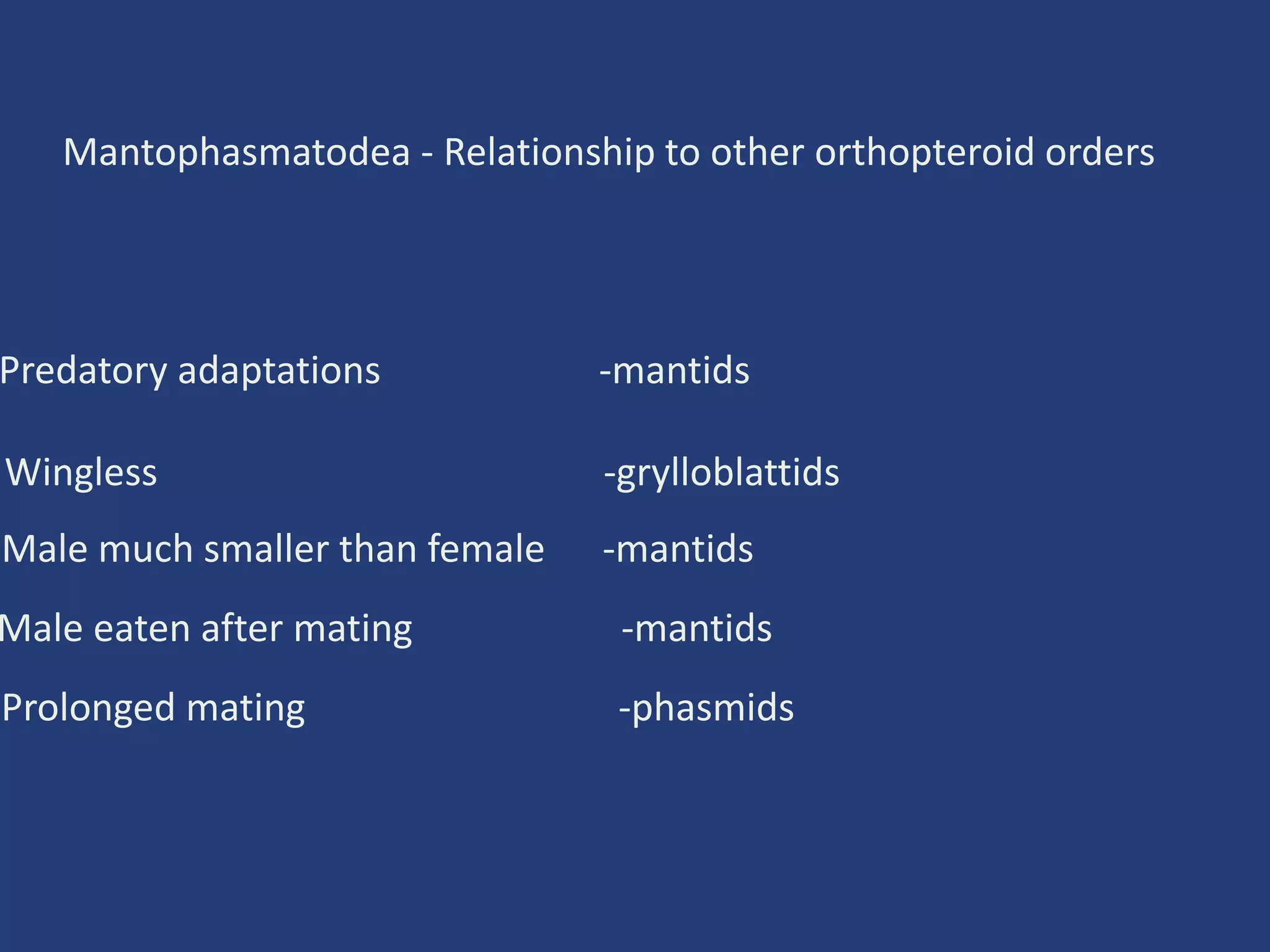 mantophasmatodea | PPTX