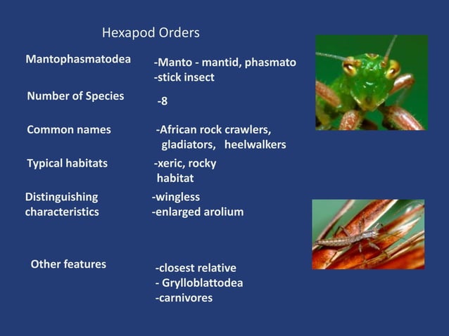 mantophasmatodea | PPTX