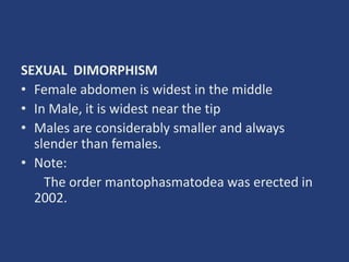 mantophasmatodea | PPTX