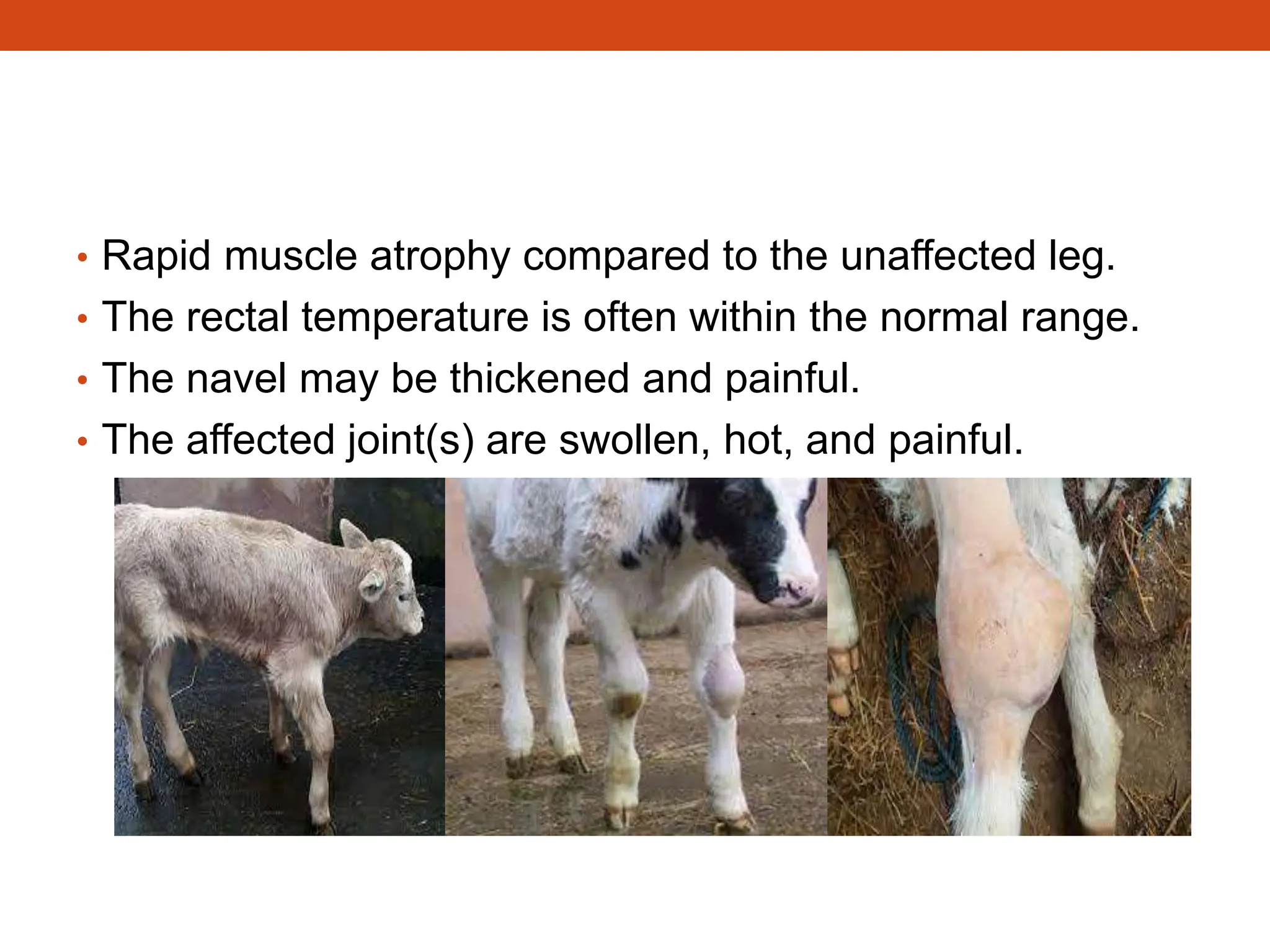 Navel ill and joint ill.pptx