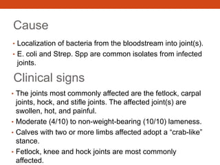 Navel ill and joint ill.pptx