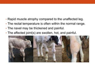 Navel ill and joint ill.pptx