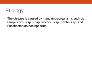 Navel ill and joint ill.pptx