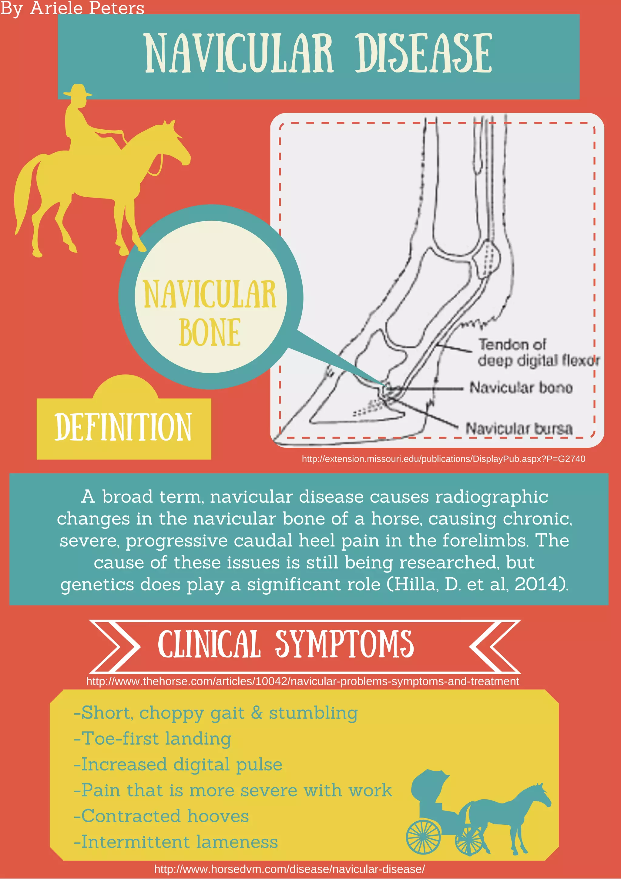 Navicular in Horses | PDF