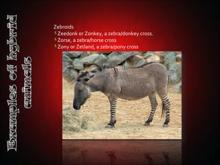 tissue culture hybridization | PPT