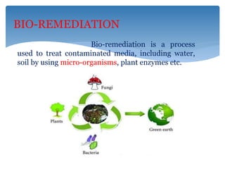 bioremediation | PPT