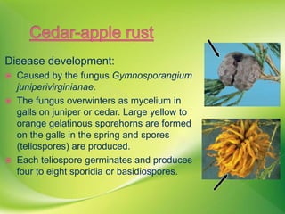 FUNGAL DISEASE OF APPLE | PPTX