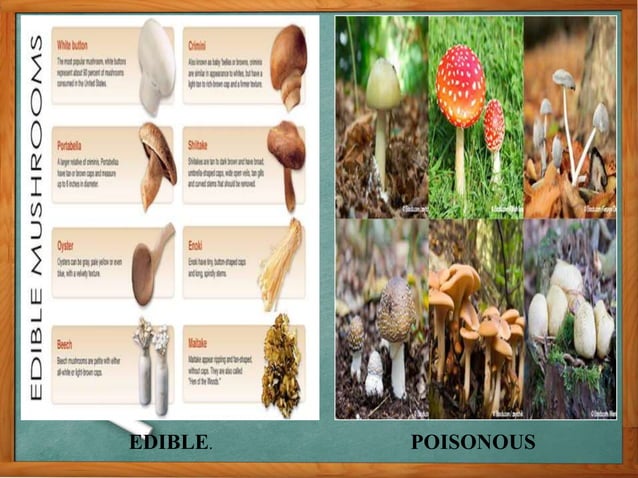 Mushroom classification