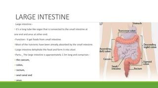 SIMPLE PRESENTATION ON DIGESTIVE SYSTEM AND OTHER BODY PARTS | PPTX
