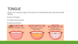 SIMPLE PRESENTATION ON DIGESTIVE SYSTEM AND OTHER BODY PARTS | PPTX