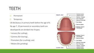 SIMPLE PRESENTATION ON DIGESTIVE SYSTEM AND OTHER BODY PARTS | PPTX ...