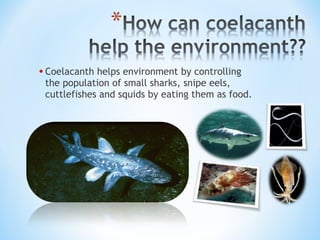 Nayoung kim coelacanth presentesion | PPT